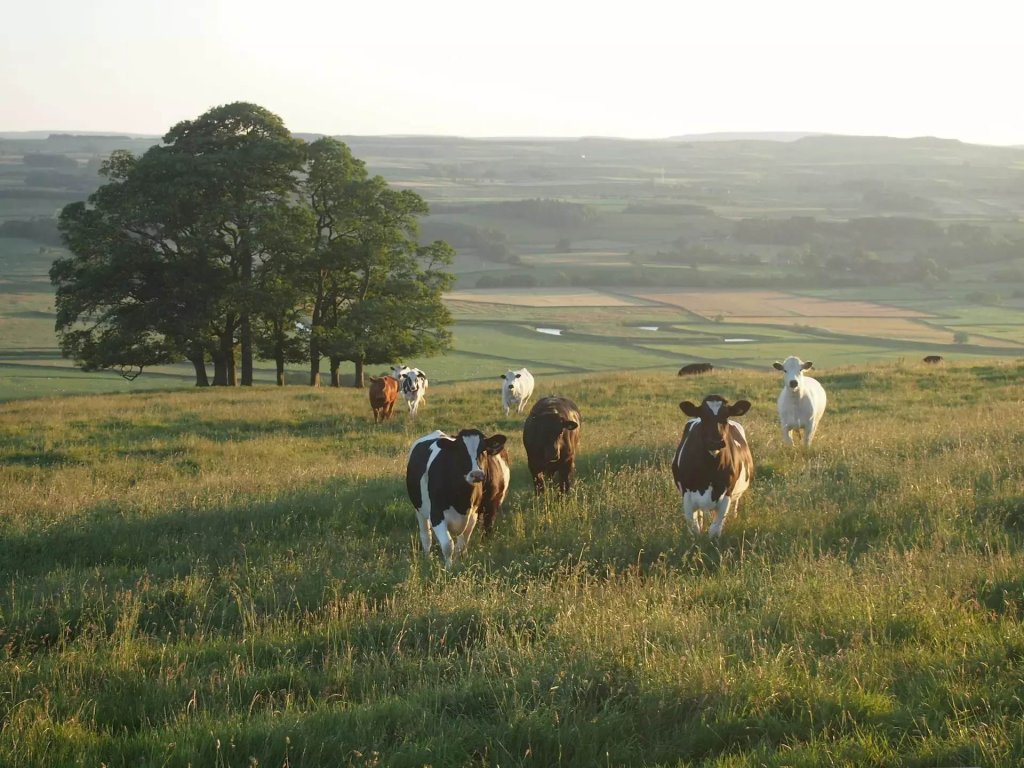 Regenerative Farmers of UK – Connecting regenerative farmers in the UK ...